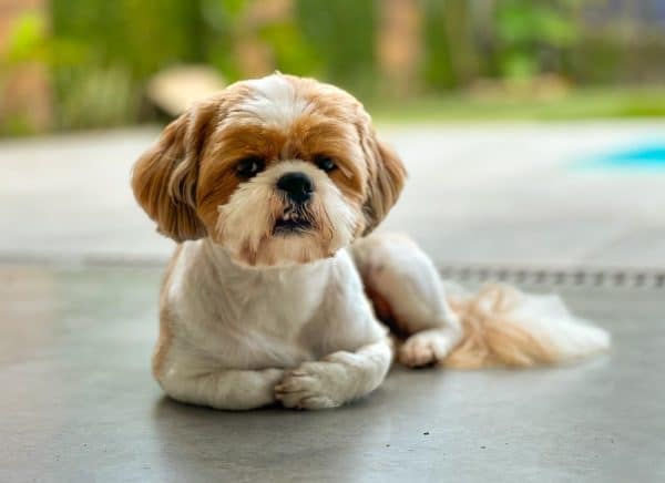 Breathing Problems in Dogs: Understanding Brachycephalic Airway ...